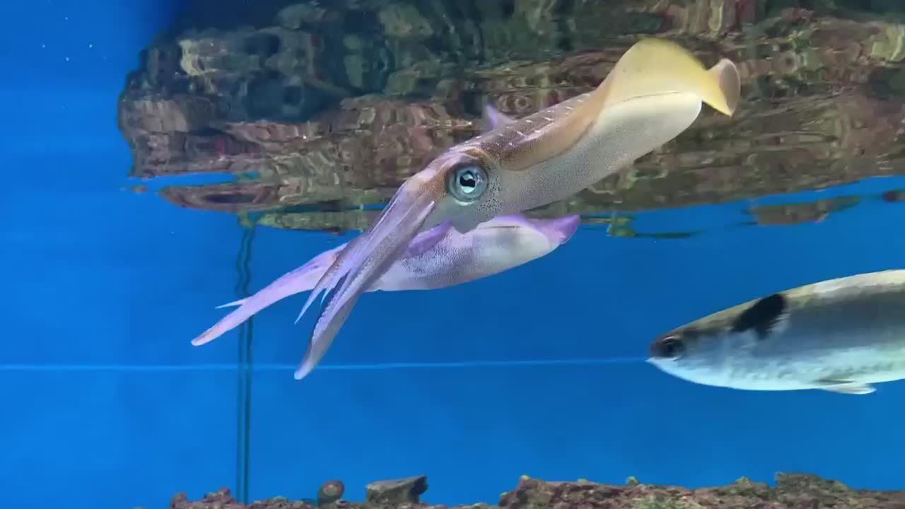 Squids shifting colors in sync. | Scrolller