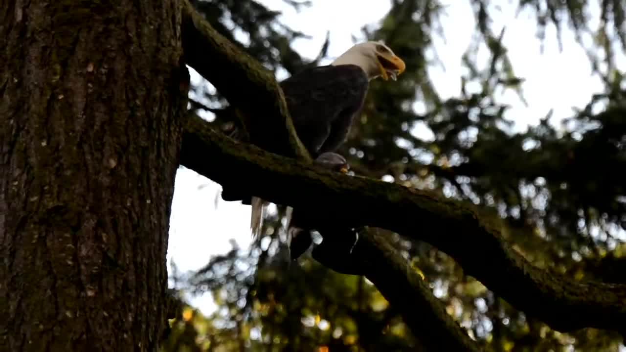 Murre getting eaten alive by a Bald Eagle | Scrolller