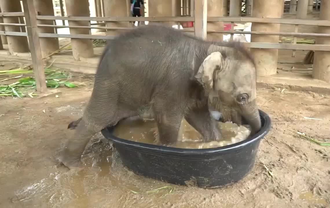 Baby Elephant learning to take a bath | Scrolller