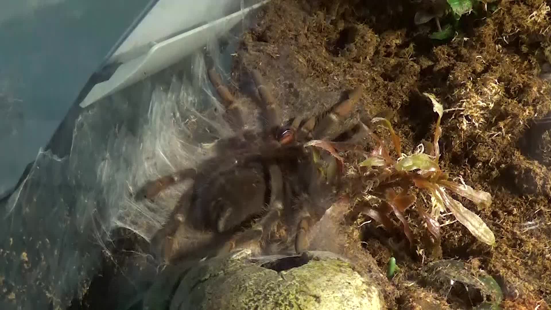 Tarantula molting. 7 Hours of struggle in 45seconds. | Scrolller