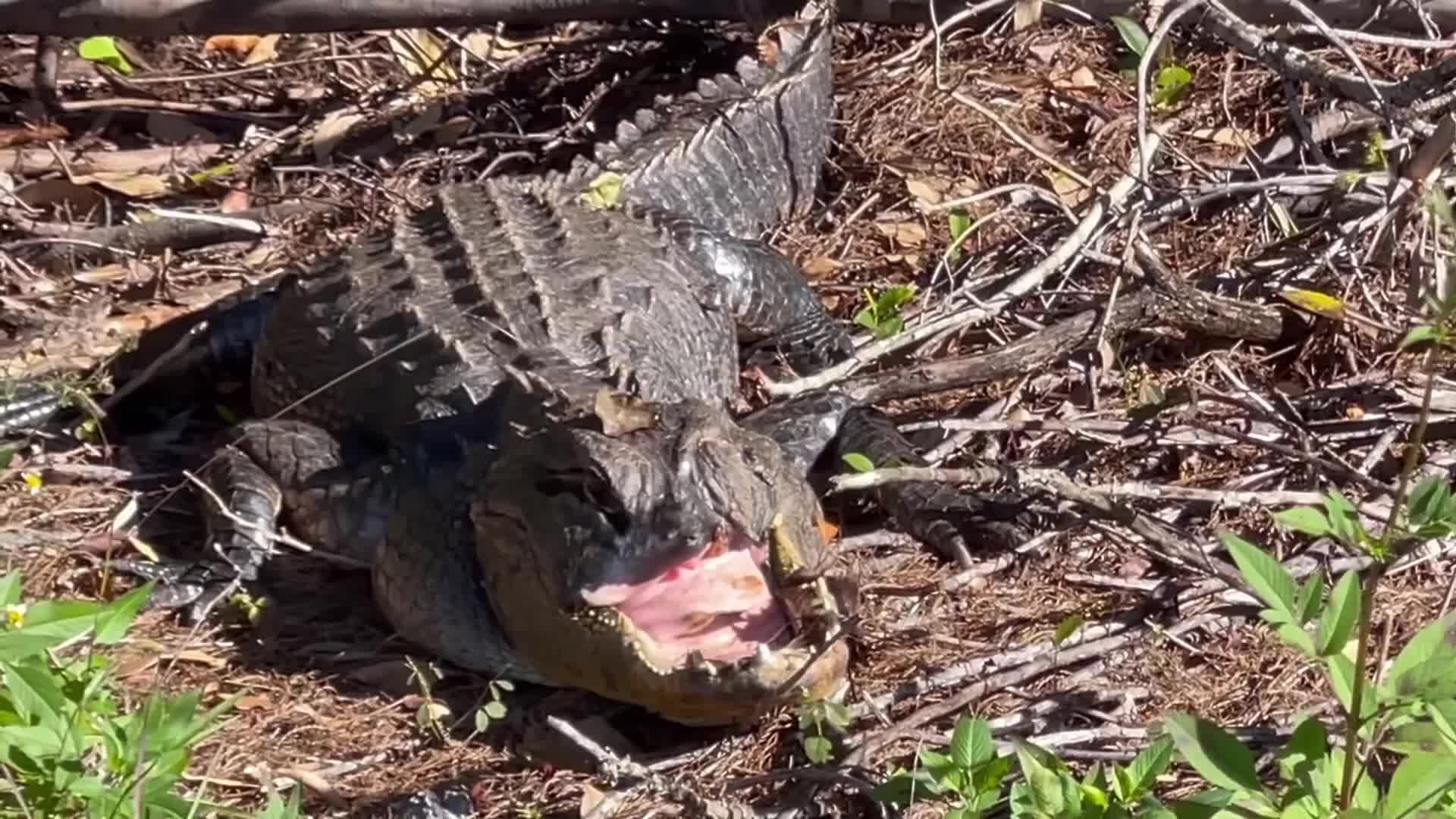 Alligator survives with entire upper jaw ripped off | Scrolller