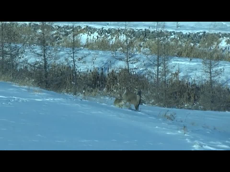 Coyote attempts to take down full-grown deer | Scrolller
