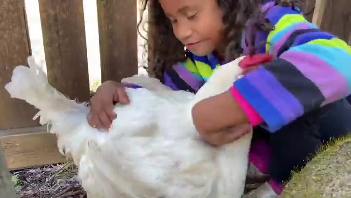 Chicken hugs | Scrolller