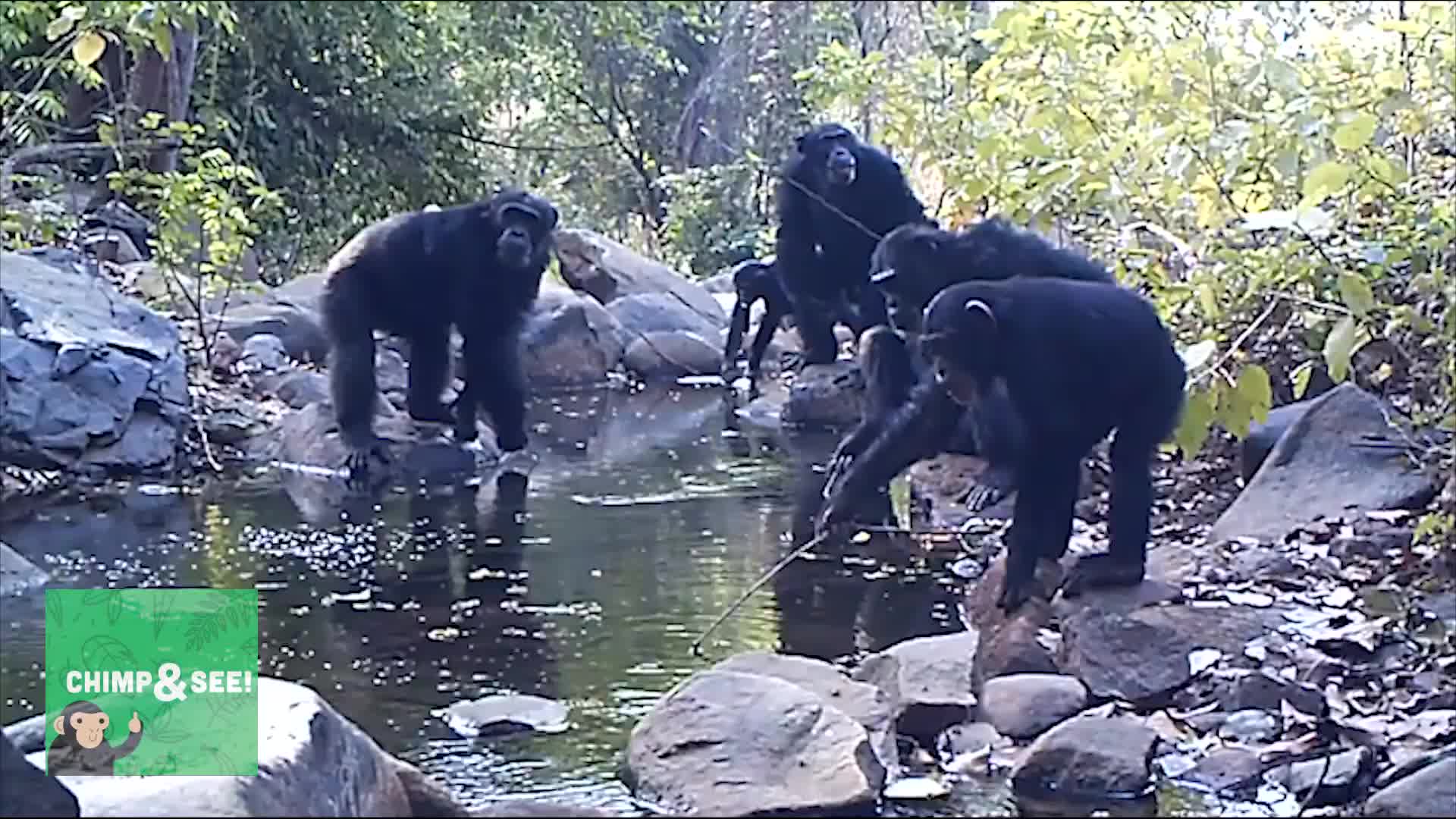 Using sticks to fish for algae to eat | Scrolller