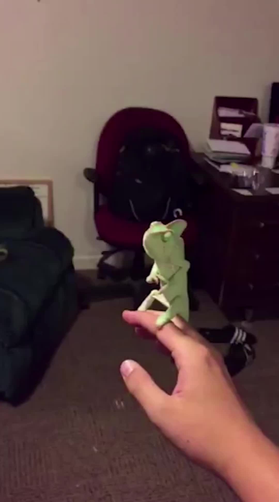 Laura the chameleon | Scrolller