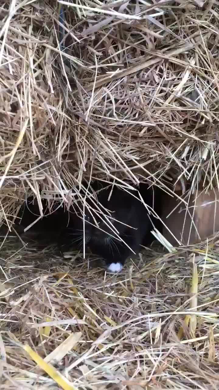 Super cute little kitten | Scrolller