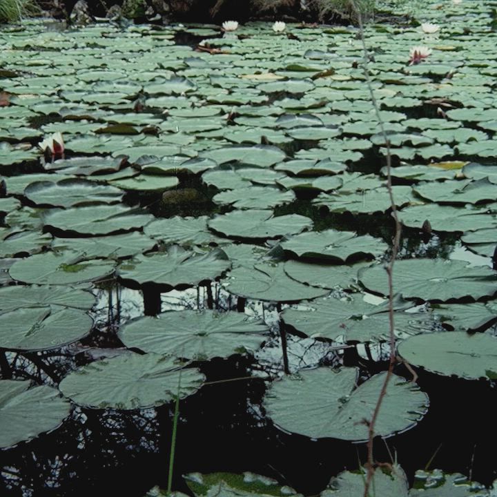 Christina von Blanc - A Virgin Among the Living Dead (1973) | Scrolller