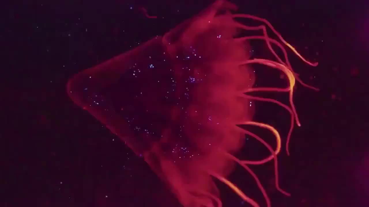 Deep sea creatures | Scrolller