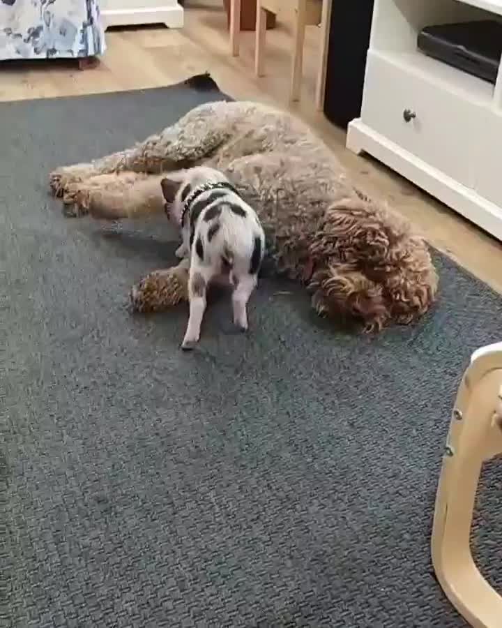 Cuddling up with the dog | Scrolller