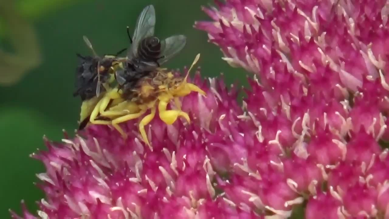 Harvestman steals the prey of an ambush bug couple right out of their mouths. | Scrolller