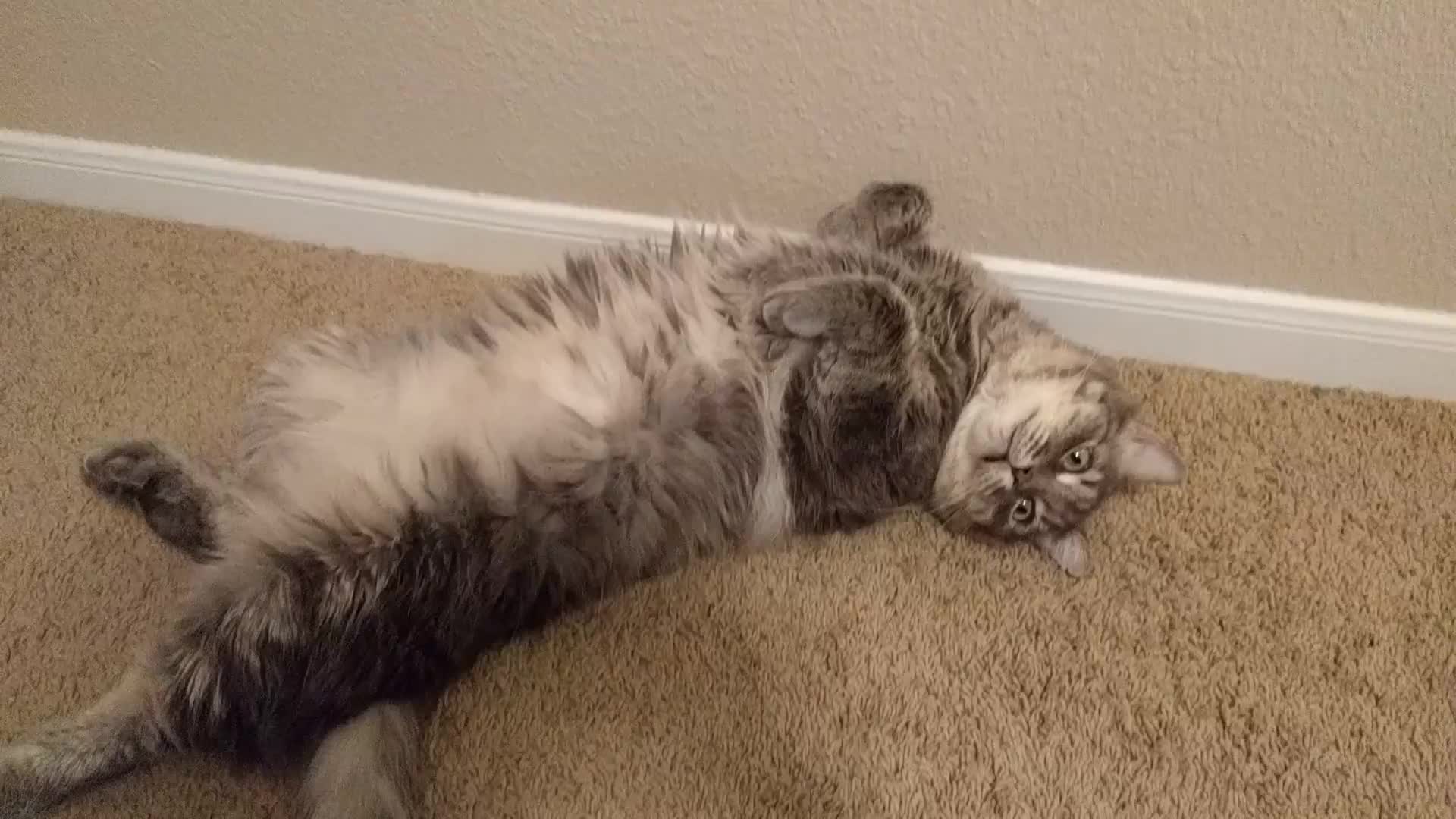 Sweet Baby Leon the dumb maine coon mix | Scrolller