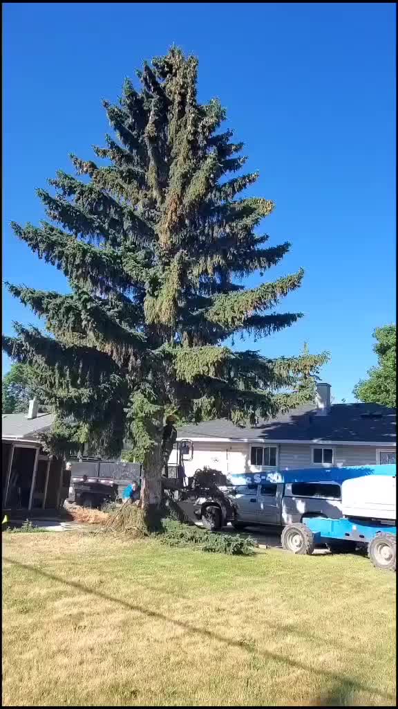 The efficiency of these arborists in cutting this tree down | Scrolller