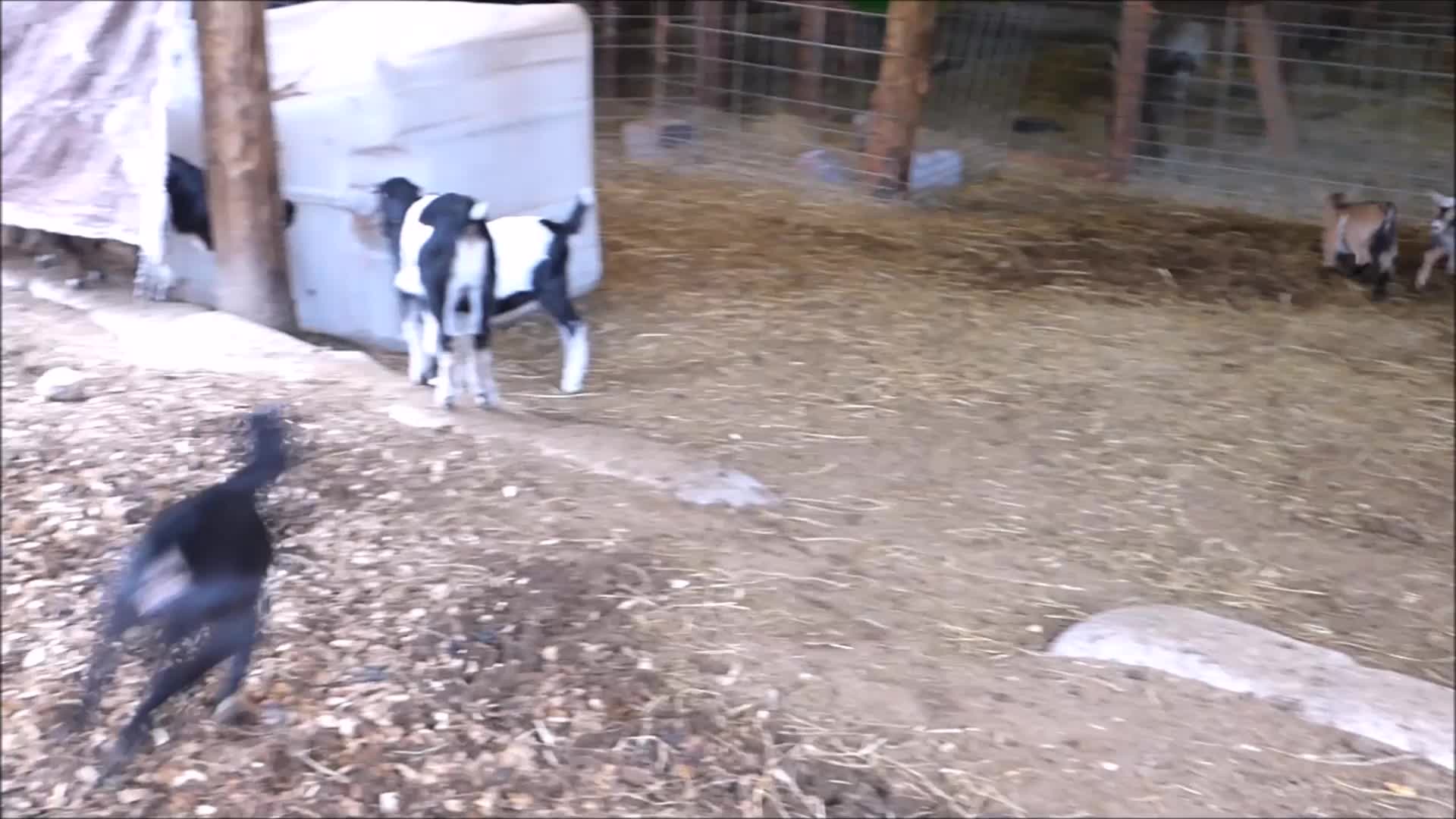 Goat Kid Tippy Taps | Scrolller