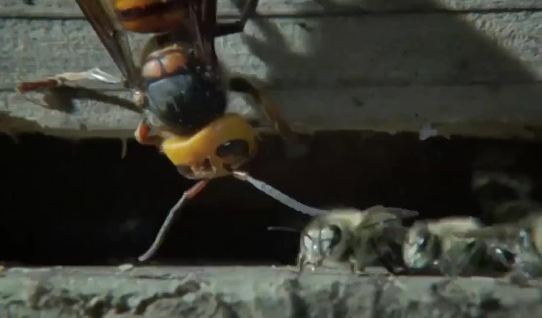 Giant Hornet vs Bee | Scrolller