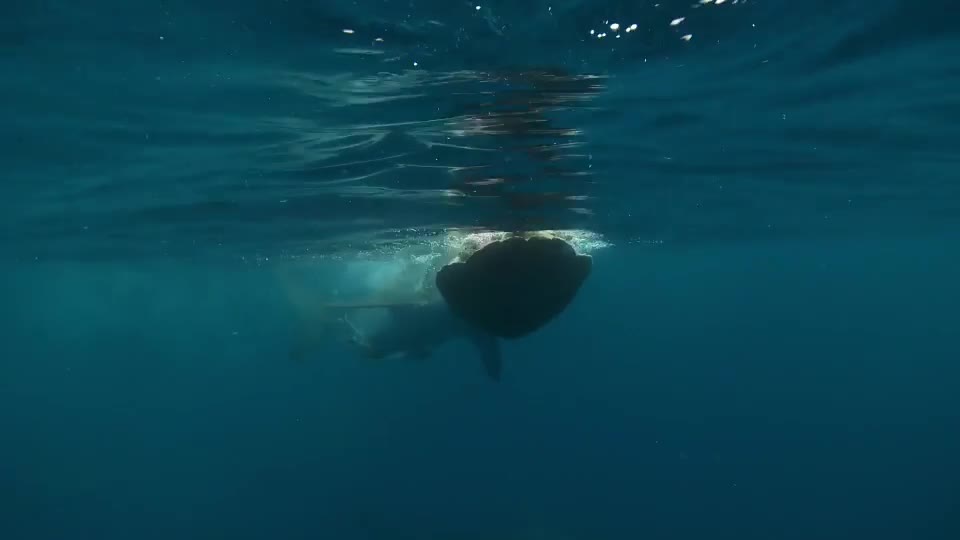 Tiger Shark eating a Sea Turtle | Scrolller