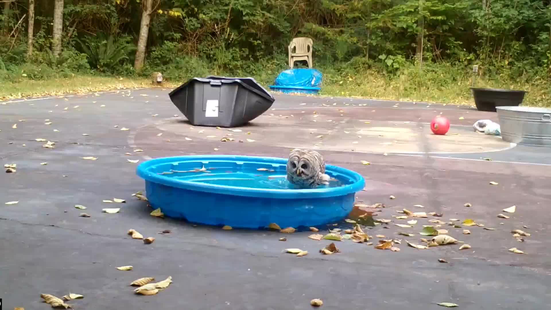 Hooty McOwlface stopping by for a bath | Scrolller