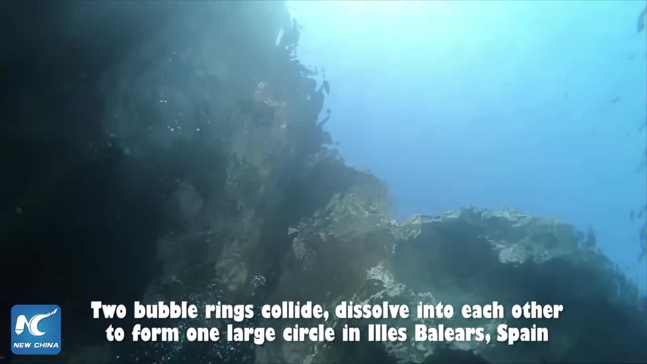 When two bubble rings collide in the ocean | Scrolller