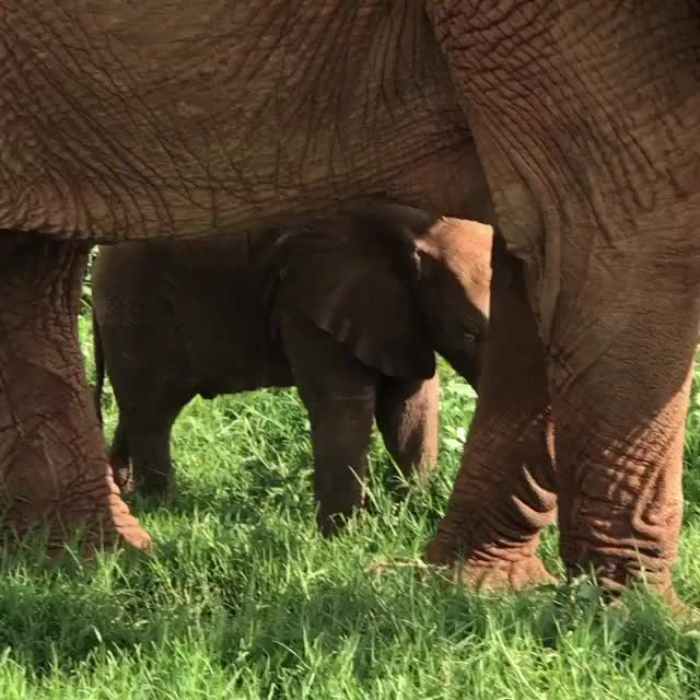 Baby elephant sleeping while standing up | Scrolller