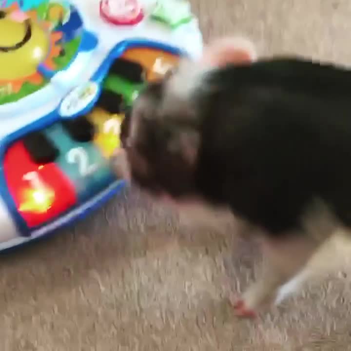 Piano Pig | Scrolller