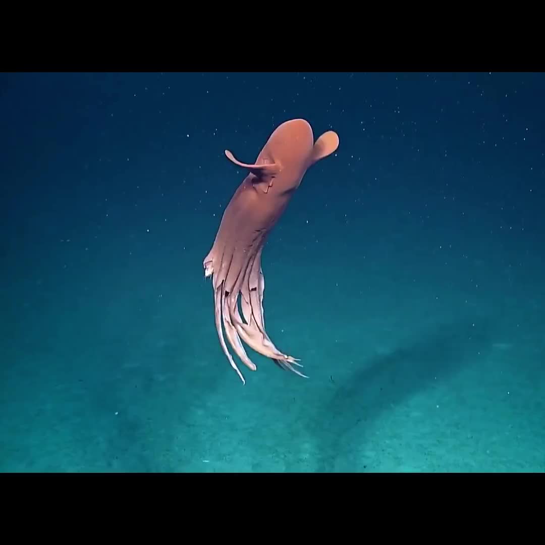 Vampire squid transforming into giant ball | Scrolller Vampire squid transforming into giant ball | Scrolller