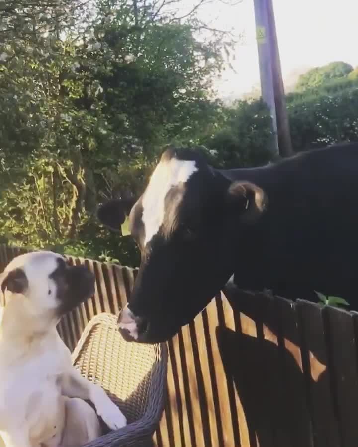 Friends across the fence | Scrolller