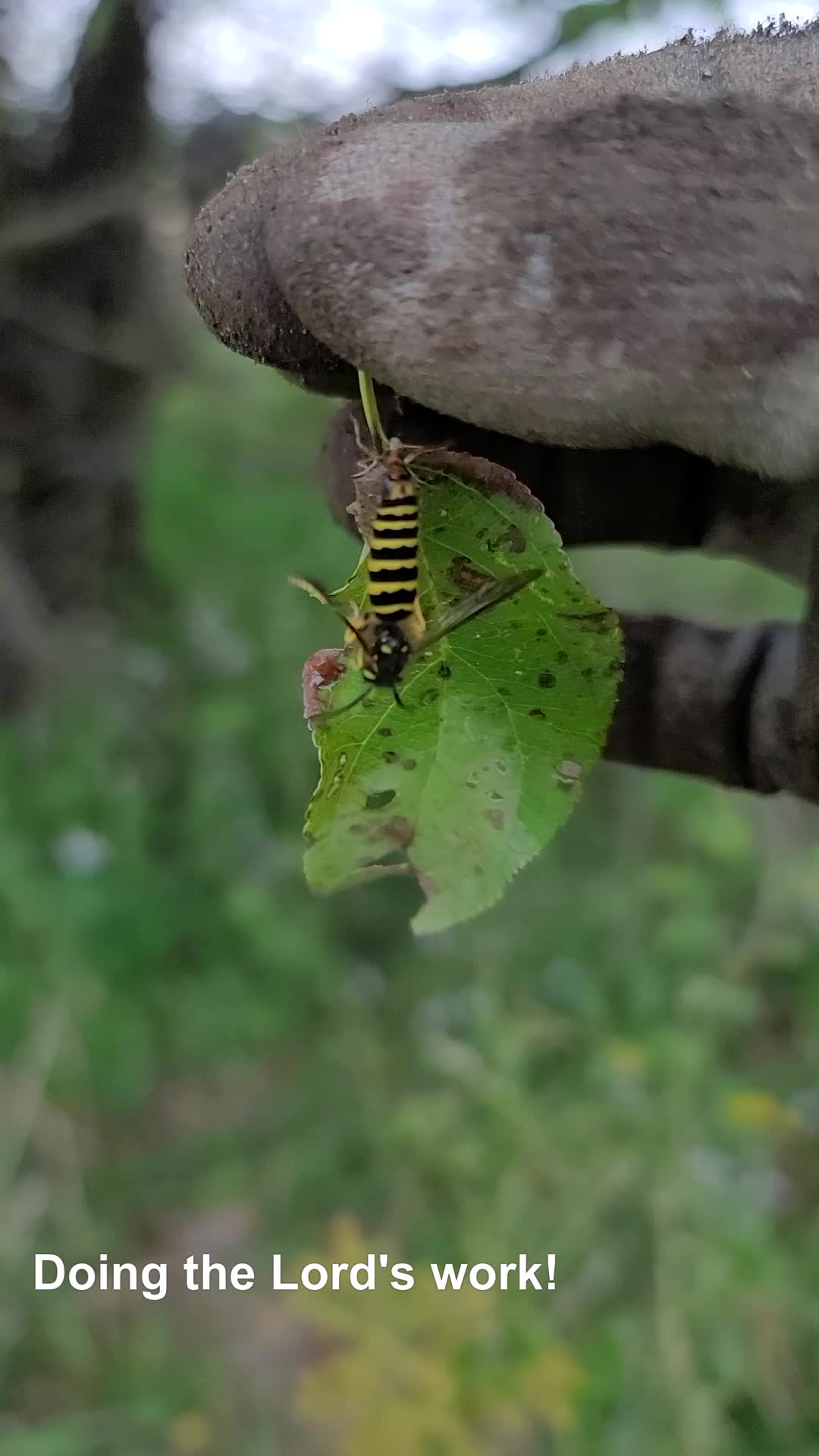 Stink bug eating and carrying a wasp by its stinger | Scrolller