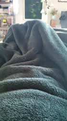 I've been told I pitch an impressive tent. You agree? | Scrolller