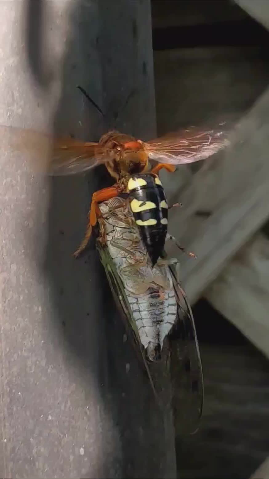 Cicada killer wasp in action | Scrolller