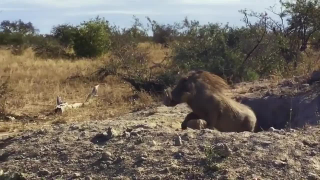 A family of Warthogs leaving their burrow... | Scrolller