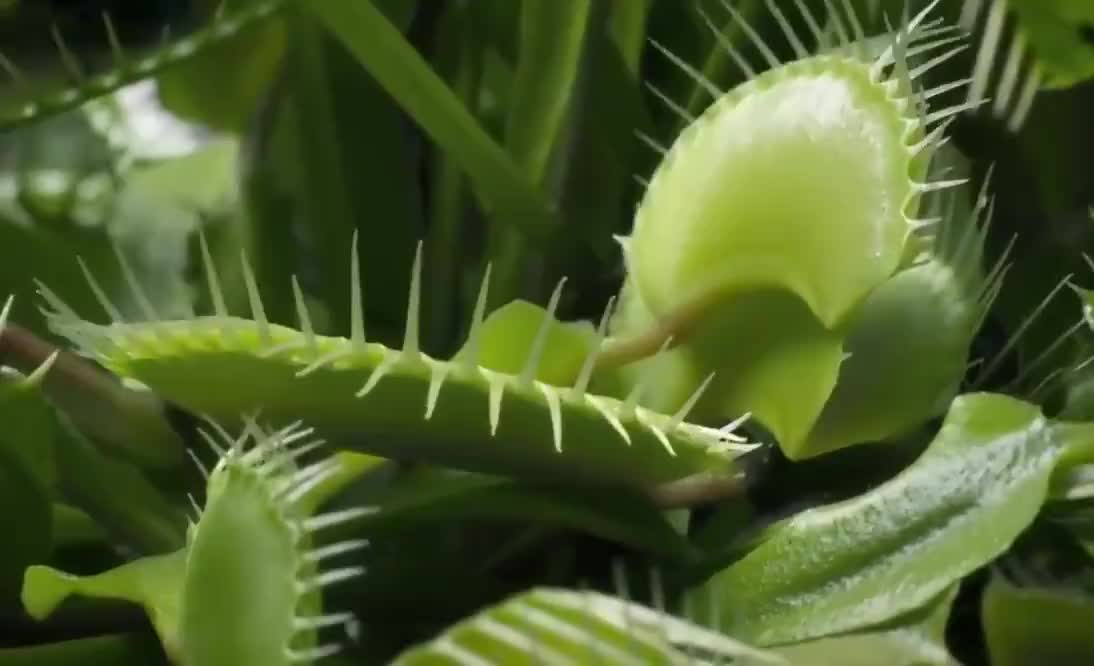 Fly vs Venus Flytrap | Scrolller