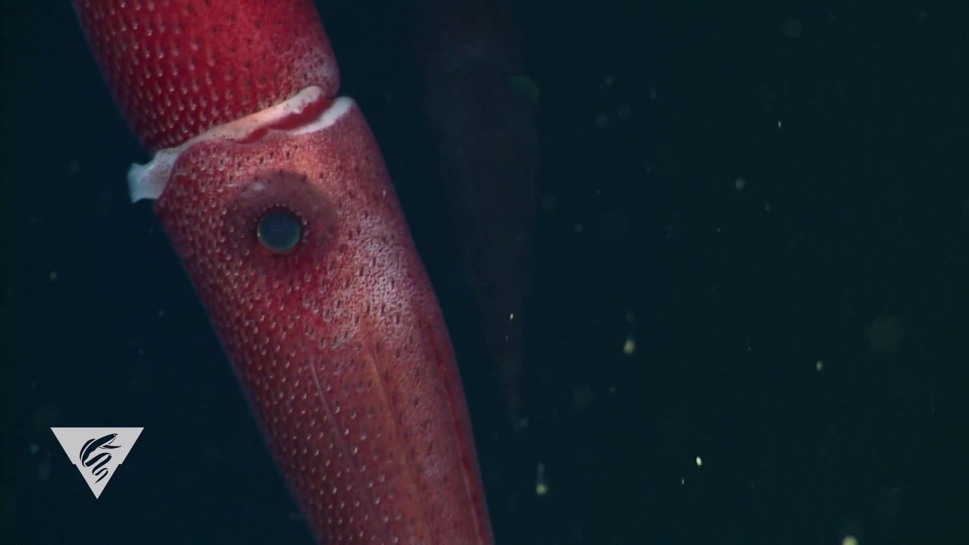 the Cock-eyed squid is bizarre looking | Scrolller