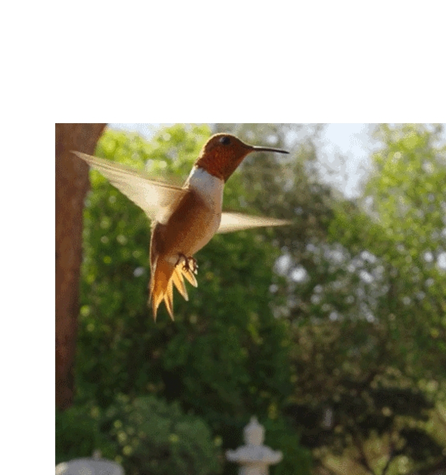 Hummingbird | Scrolller