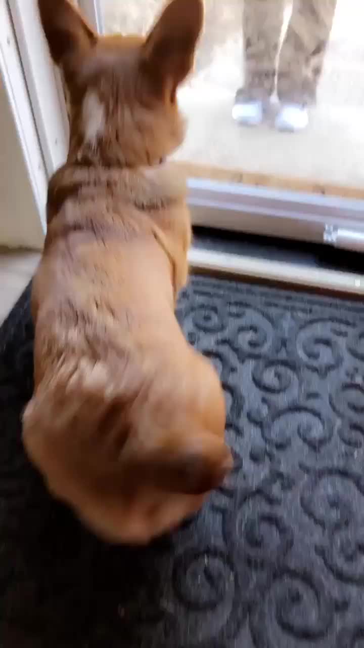 Corgi Butt wiggles! | Scrolller