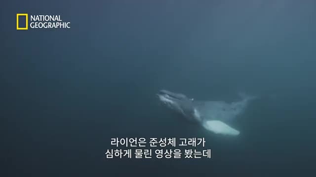 Whale that survived a shark attack | Scrolller