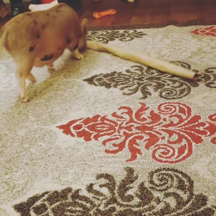 Wrapping paper tube fun | Scrolller