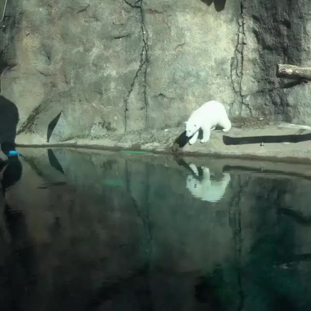 Polar bear having fun | Scrolller