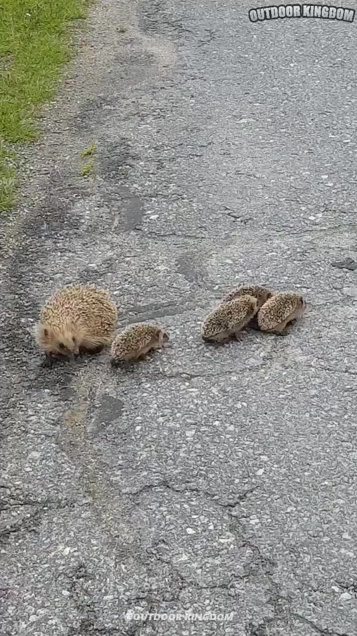 A family of walking hairbrushes crossing the road | Scrolller
