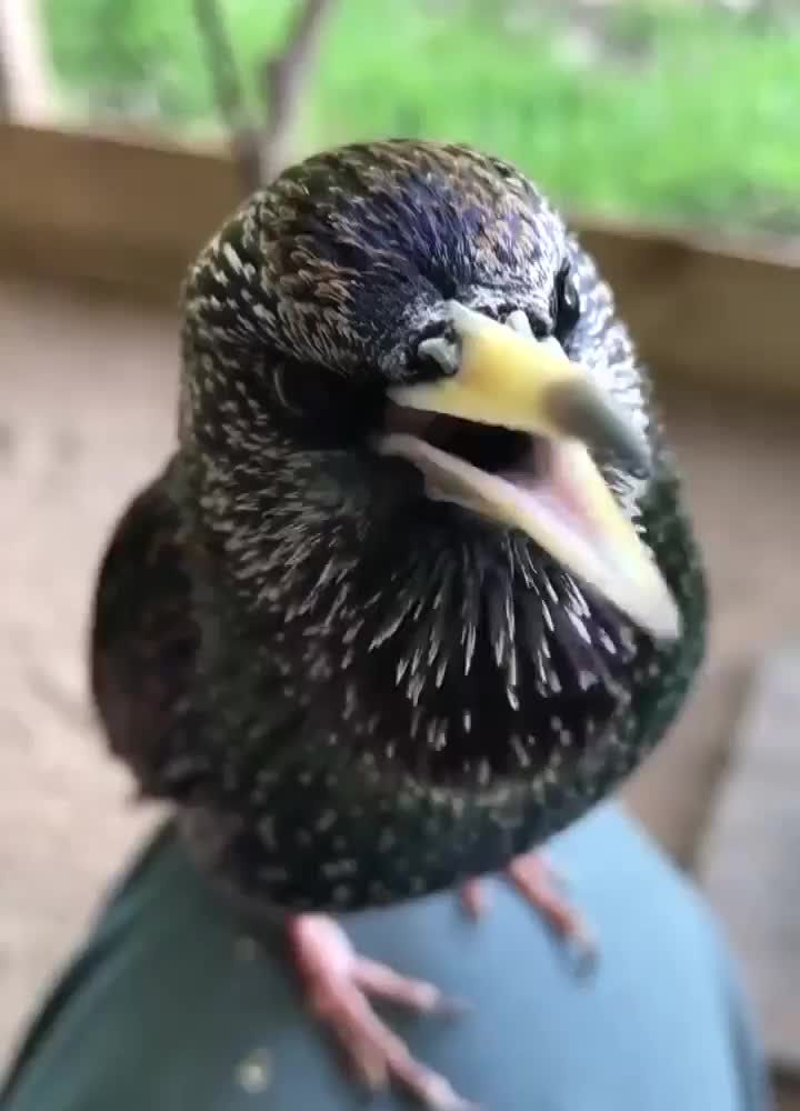 Ever heard a beatboxing starling? | Scrolller
