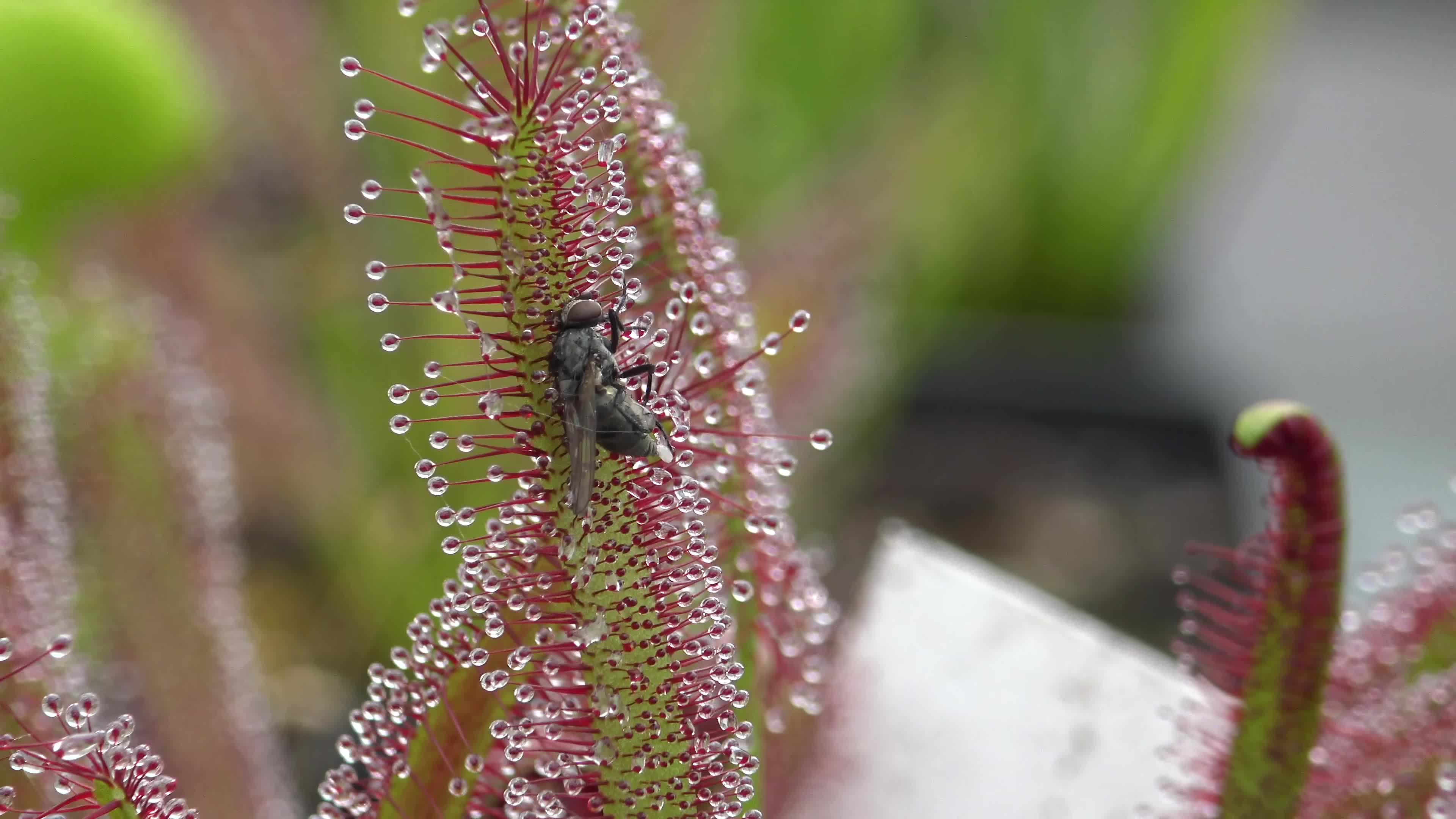 Carnivorous plant elegantly wraps itself around it's prey | Scrolller