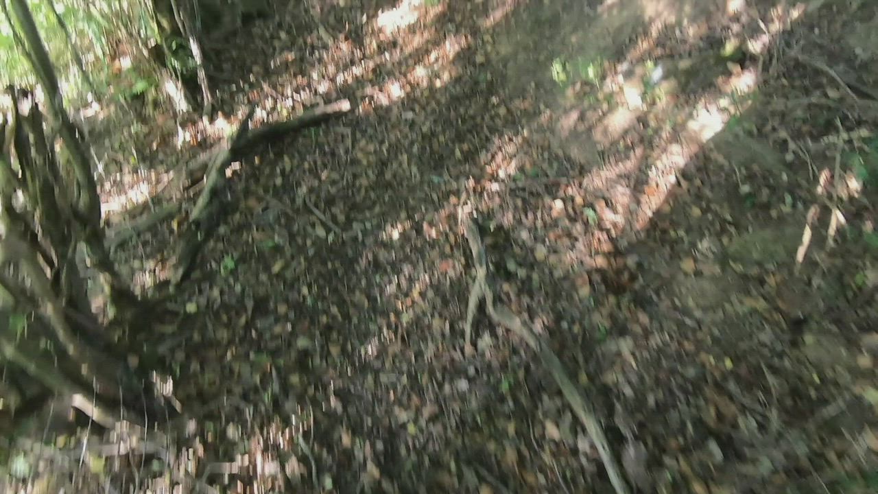 what happens in the woods stays in the woods | Scrolller