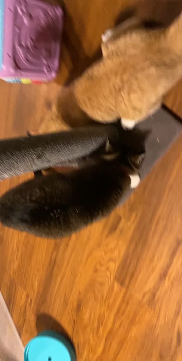 Some catnip fueled slaps | Scrolller