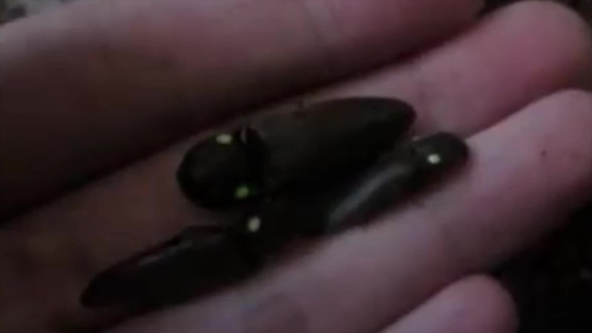 Glowing Click Beetles (Pyrophrous) | Scrolller