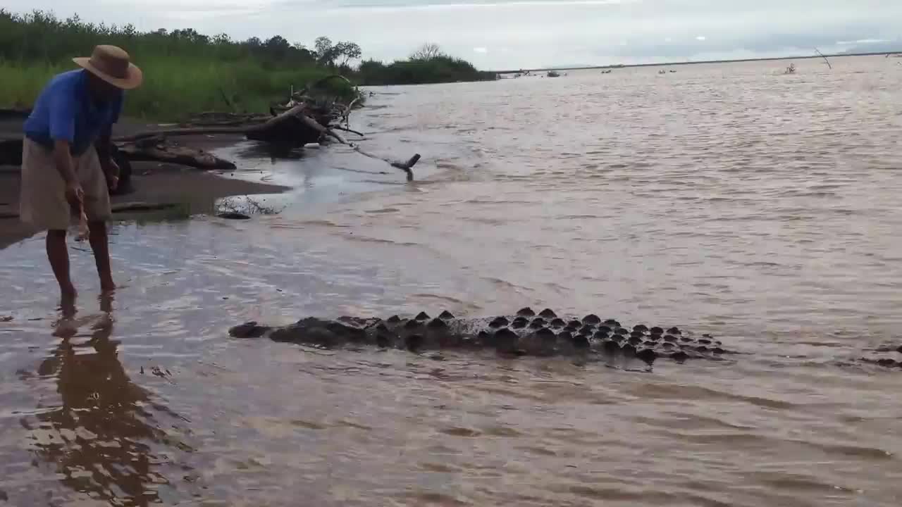 Bigass Saltwater Crocodile | Scrolller