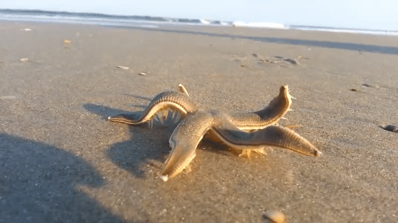 Starfish walking on a beach. As echinoderms in Class Asteroidea, starfish walk by operating ...