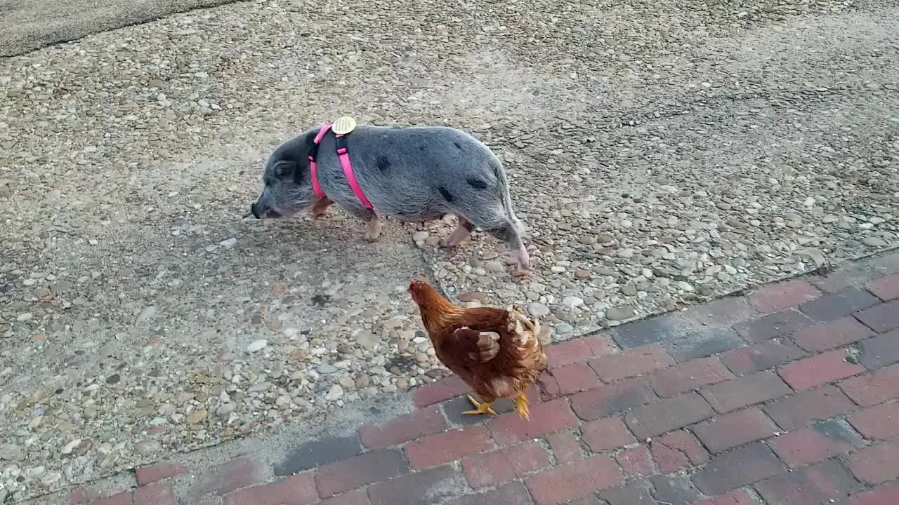 Beatrice hanging out with her piggier pals | Scrolller
