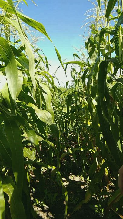 Not me masturbating in a cornfield....... Lol | Scrolller