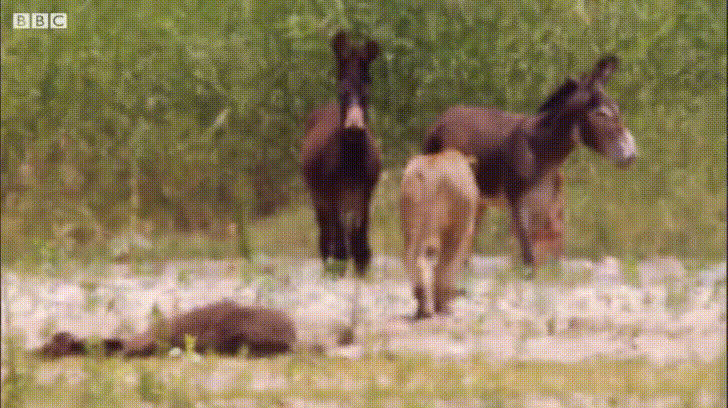 Lions attack donkey herd | Scrolller