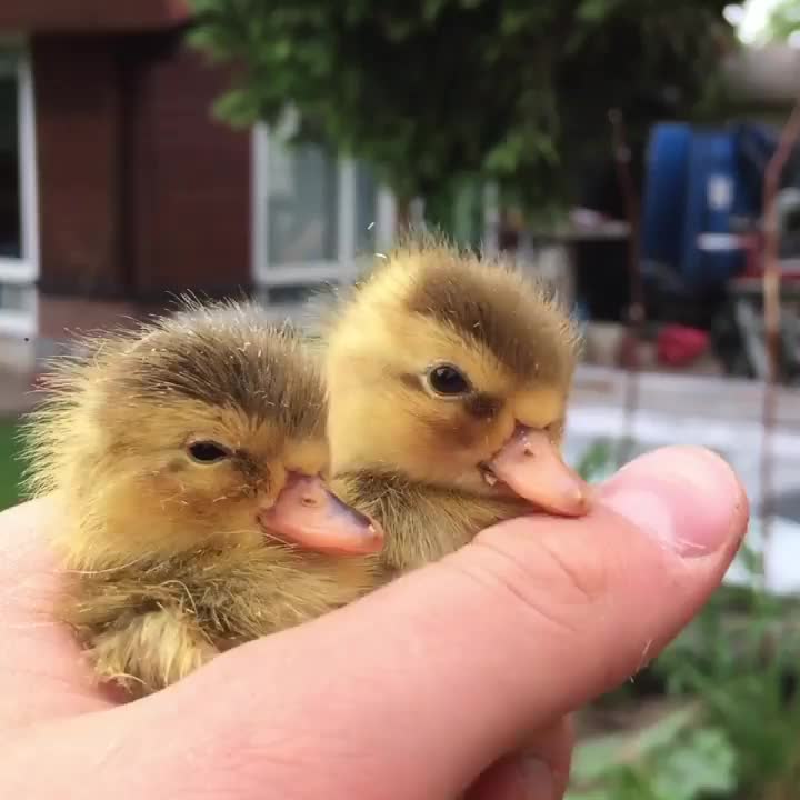 Holding sleepy baby ducks | Scrolller