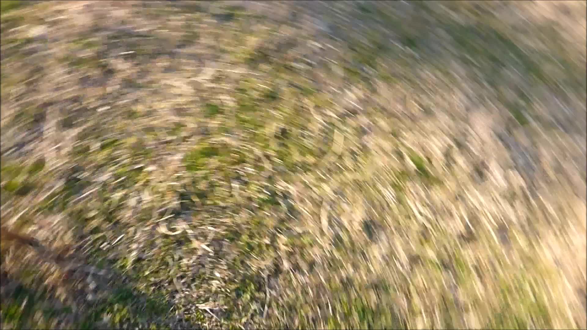 Baby Goat Tippy Taps | Scrolller