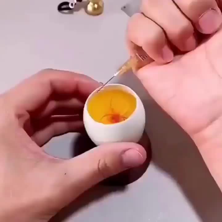 Chicken from broken egg. | Scrolller